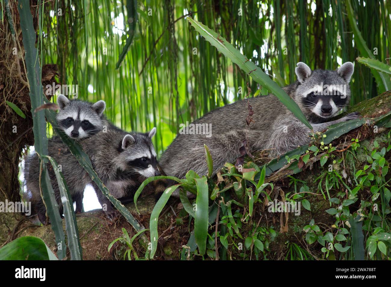 Northern raccoon (Procyon lotor) female with its offspring in a tree ...