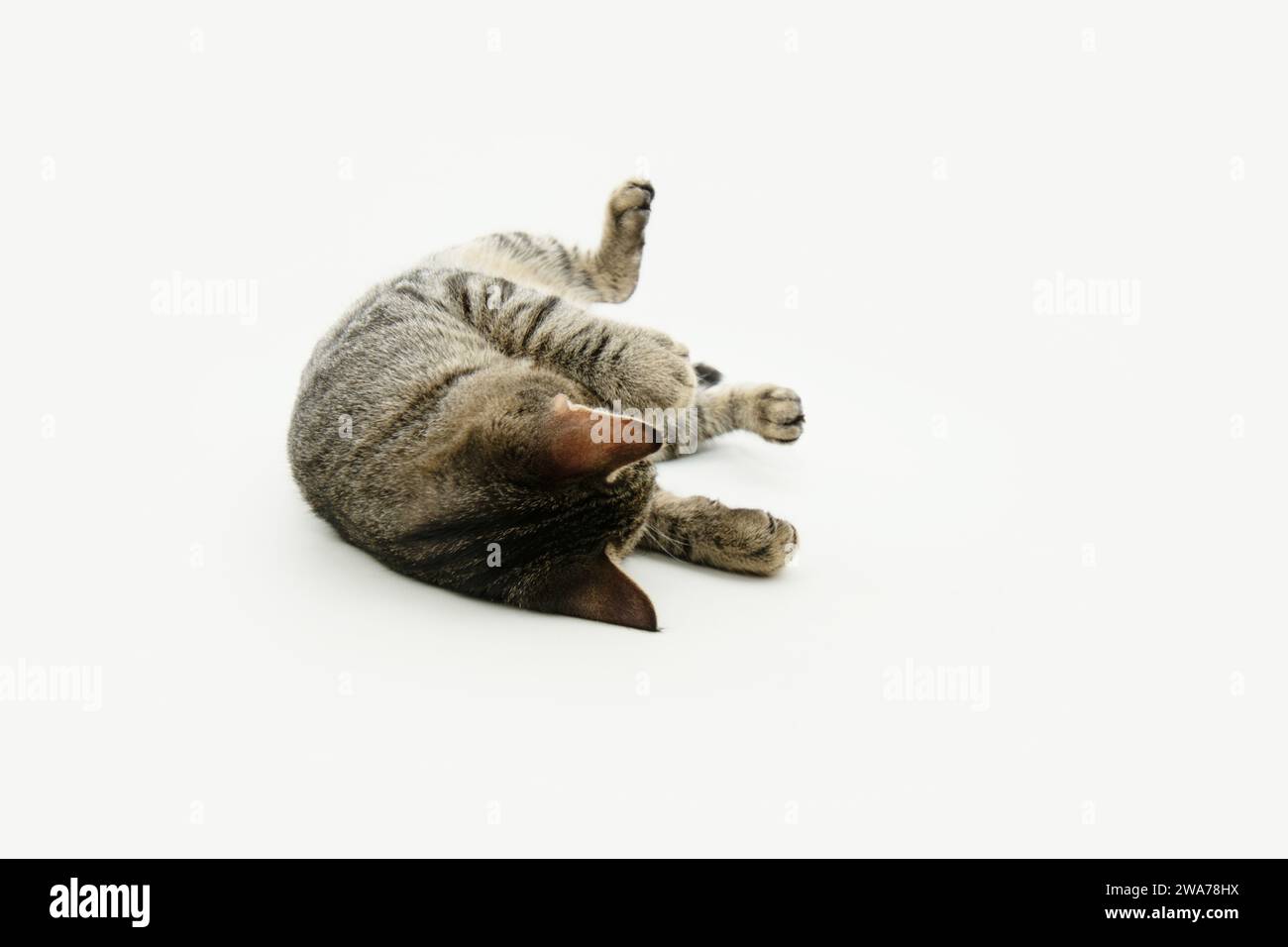 Playful small tabby cat backwards. Isolated on white background Stock ...