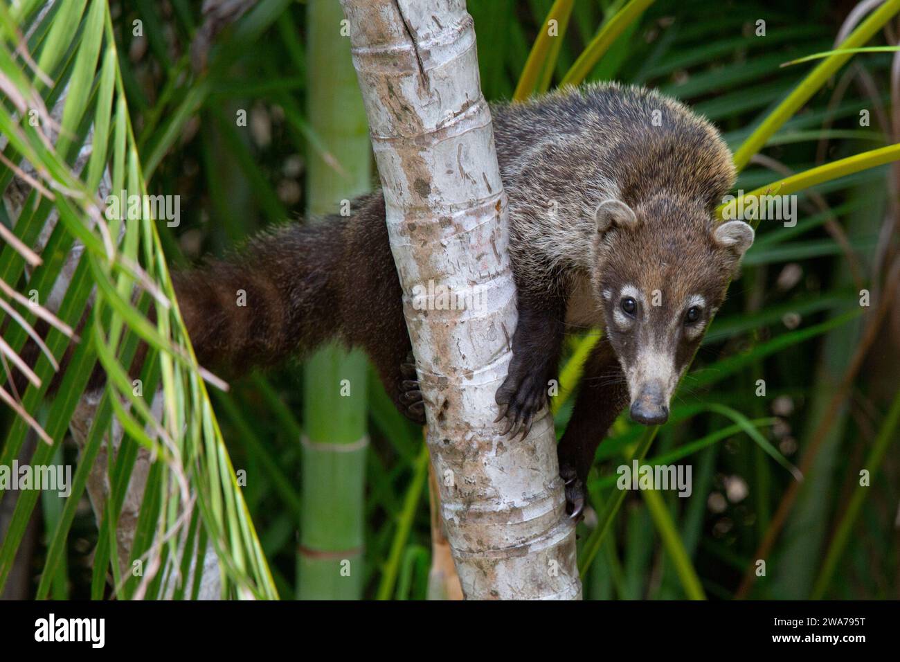 White-nosed coati (Nasua narica) climbing a palm tree. Tropical dry ...