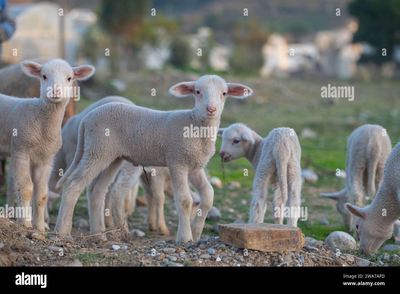 Newborn white coloured lambs are being fed in the field Stock Photo - Alamy