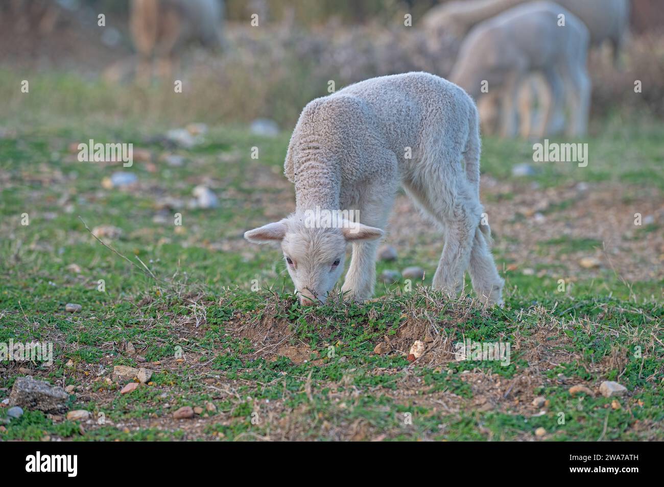 Newborn white coloured lambs are being fed in the field Stock Photo - Alamy
