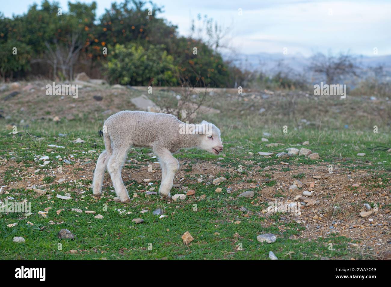 Newborn white coloured lambs are being fed in the field Stock Photo - Alamy