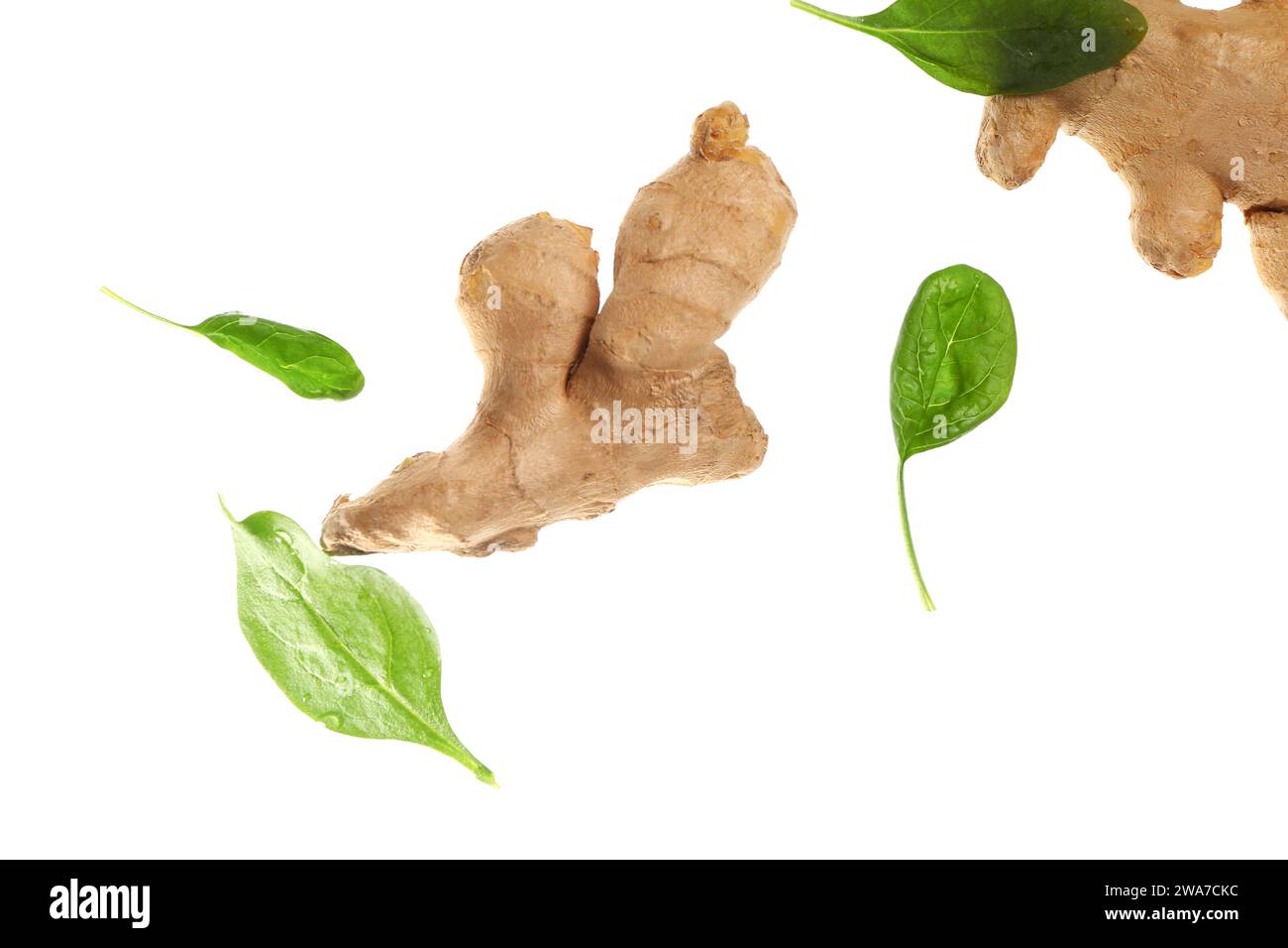 Flying ginger roots and basil leaves on white background Stock Photo ...
