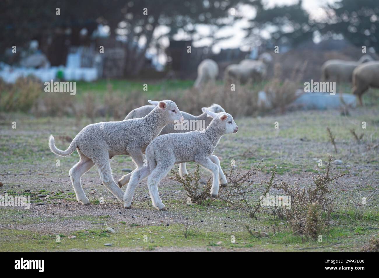 Lambs running in field hi-res stock photography and images - Alamy