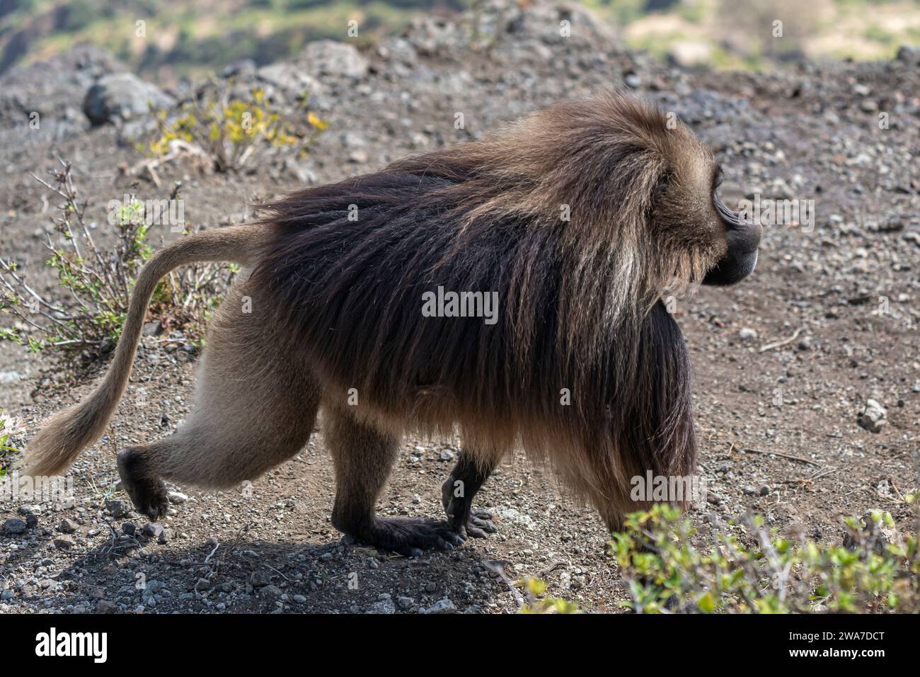 Gelada or Gelada baboon (Theropithecus gelada), fight between two males ...