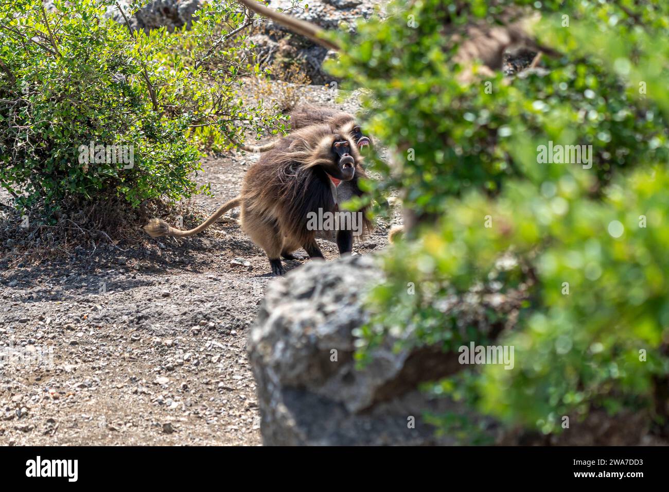 Gelada or Gelada baboon (Theropithecus gelada), fight between two males ...