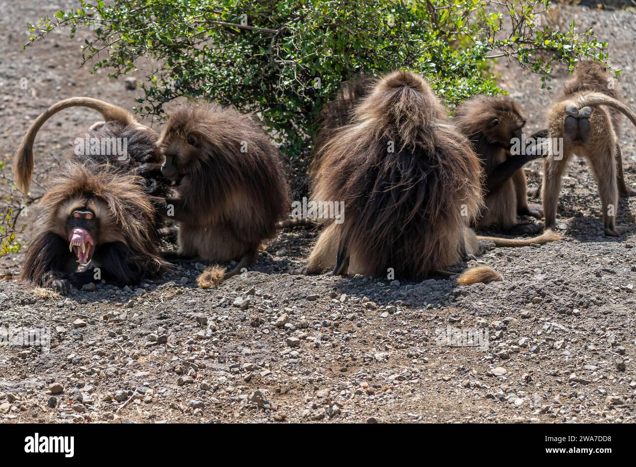 Gelada baboons (Theropithecus Gelada) grooming each other, Simien ...