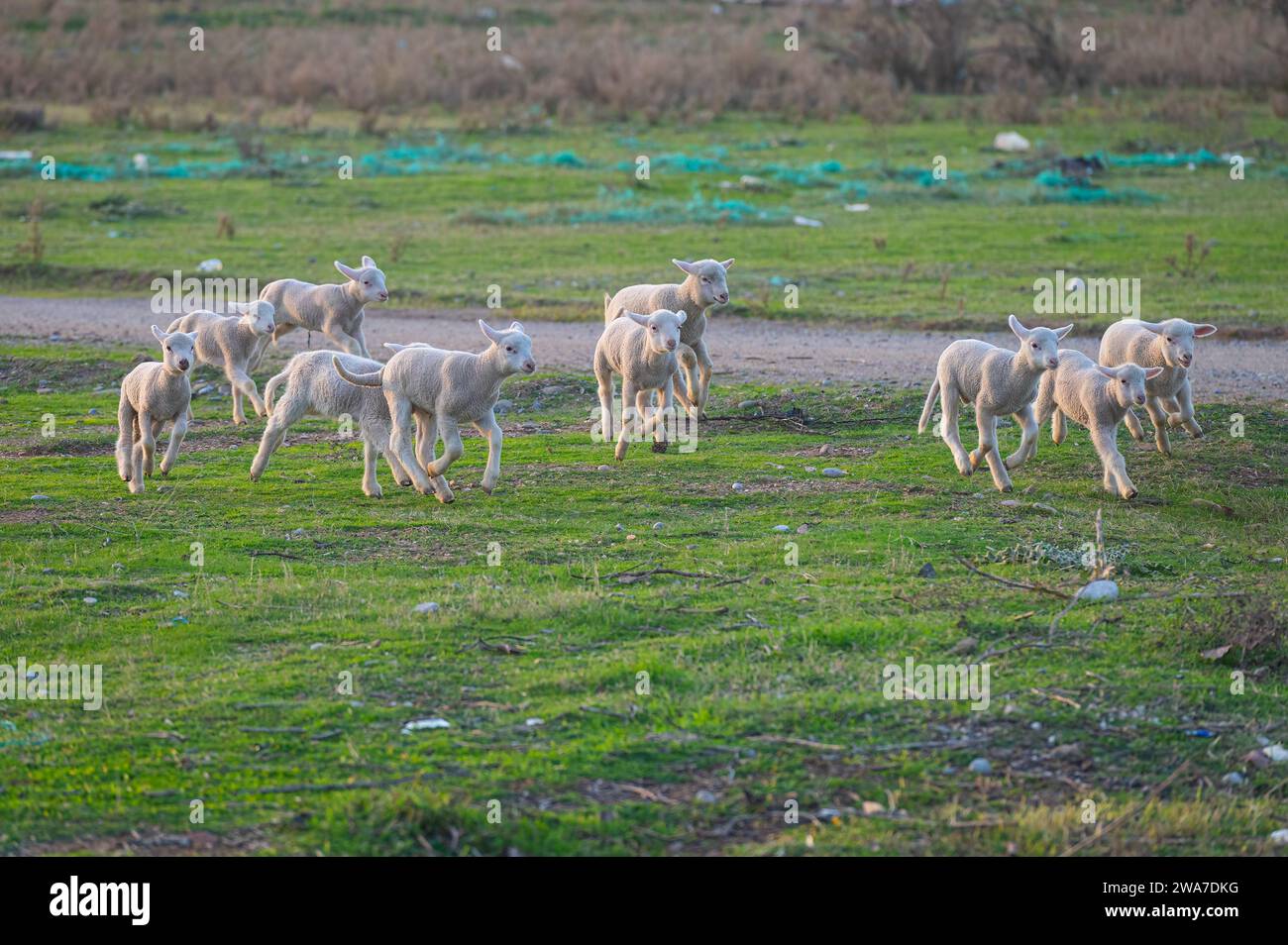 Lambs running in field hi-res stock photography and images - Alamy