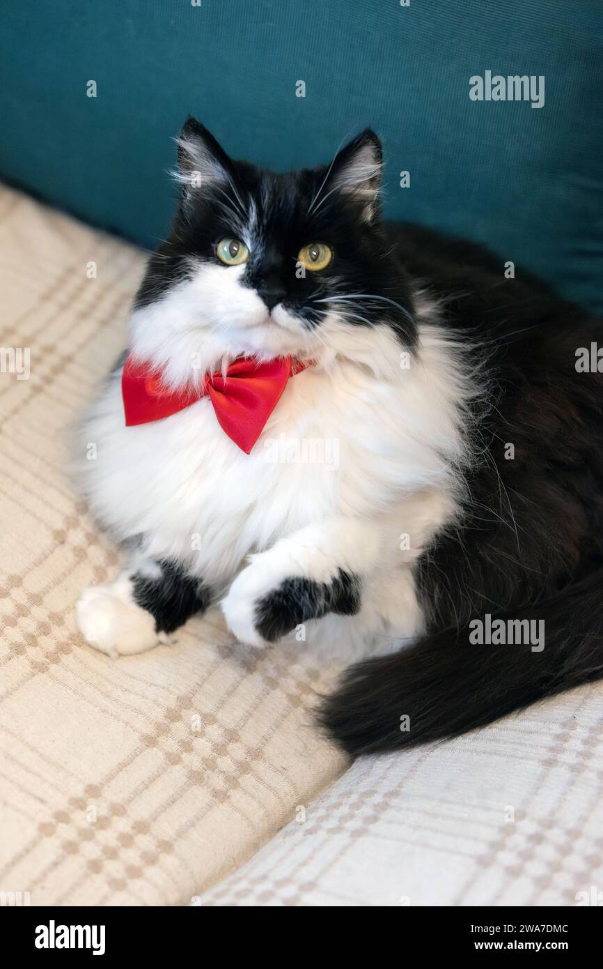 Cute black and white fluffy cat with red bow on the sofa, paw up Stock ...