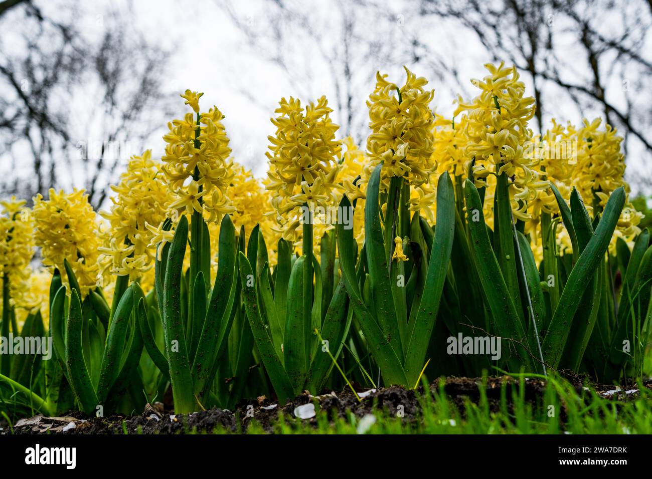 yellow hyacinth field in spring Stock Photo - Alamy