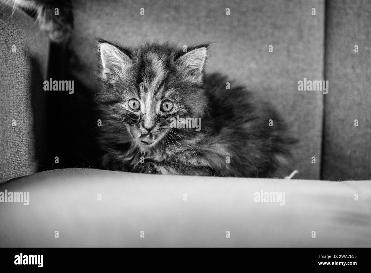 Small cat baby playing Black and White Stock Photos & Images - Alamy
