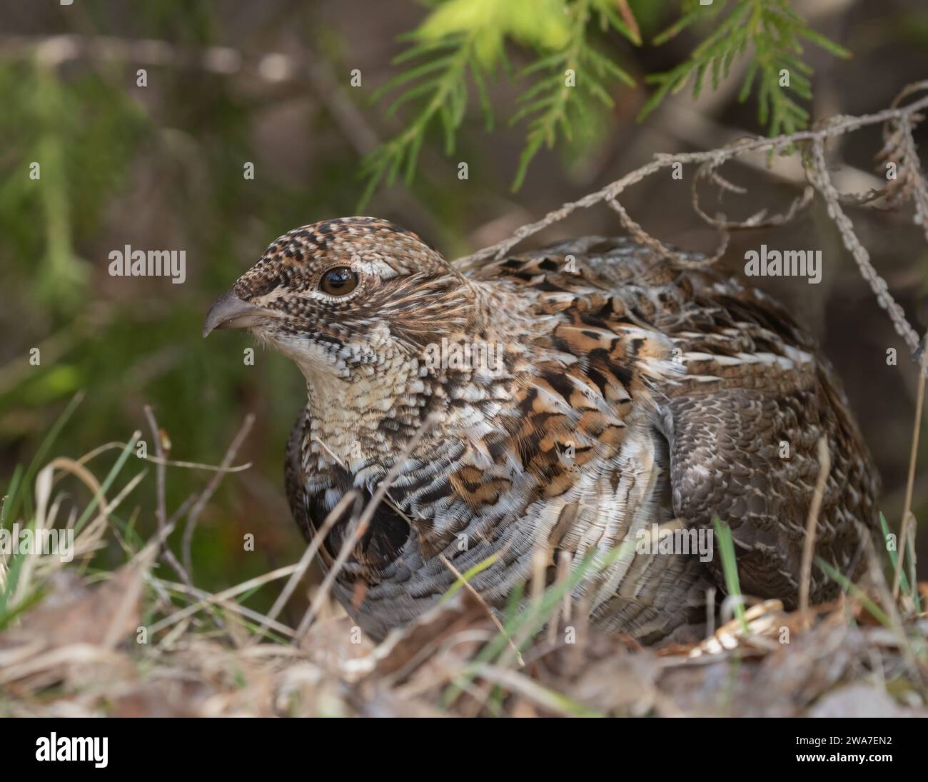 Drummer bird hi-res stock photography and images - Alamy