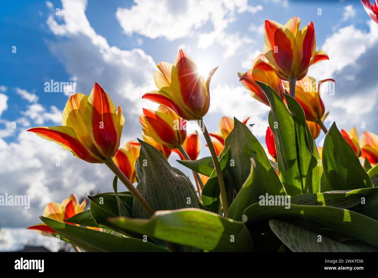 Shining tulips hi-res stock photography and images - Alamy