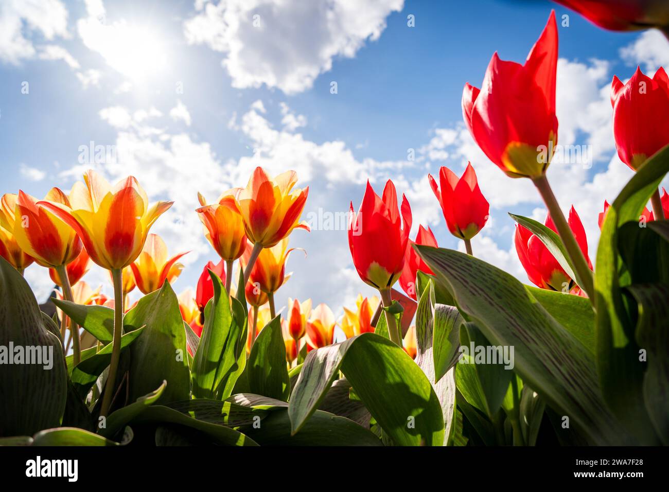 colorful tulips in a garden from below Stock Photo - Alamy