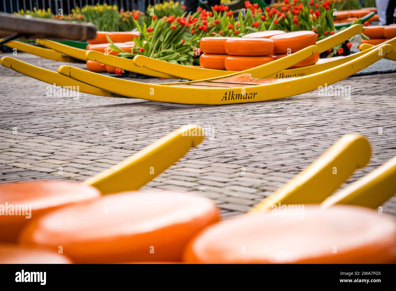 dutch alkmaar cheese market with whole cheese body Stock Photo - Alamy