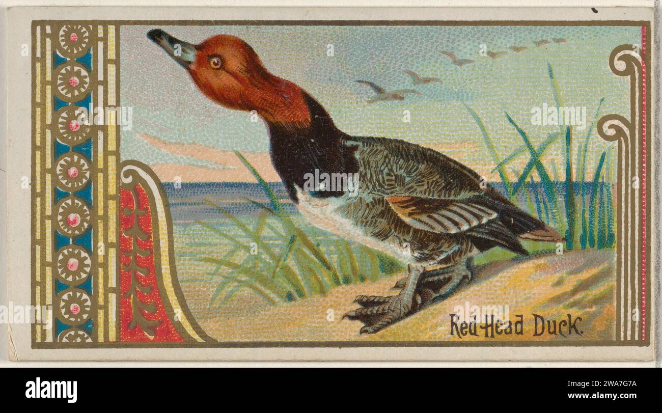 Red Head Duck, from the Game Birds series (N13) for Allen & Ginter ...