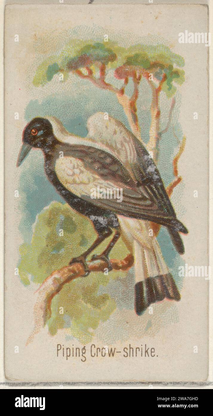 Piping Crow-shrike, from the Song Birds of the World series (N23) for ...