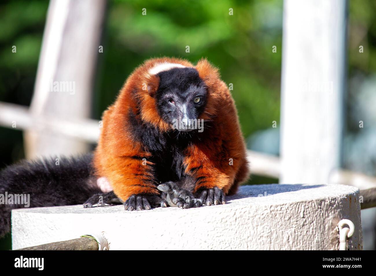 Varecia rubra, the Red Ruffed Lemur, brings vibrant color to Madagascar ...