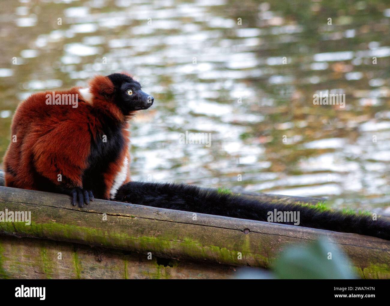 Varecia rubra, the Red Ruffed Lemur, brings vibrant color to Madagascar ...