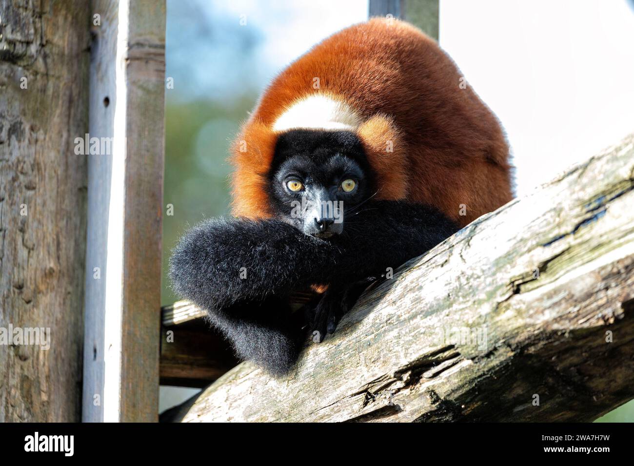Varecia rubra, the Red Ruffed Lemur, brings vibrant color to Madagascar ...