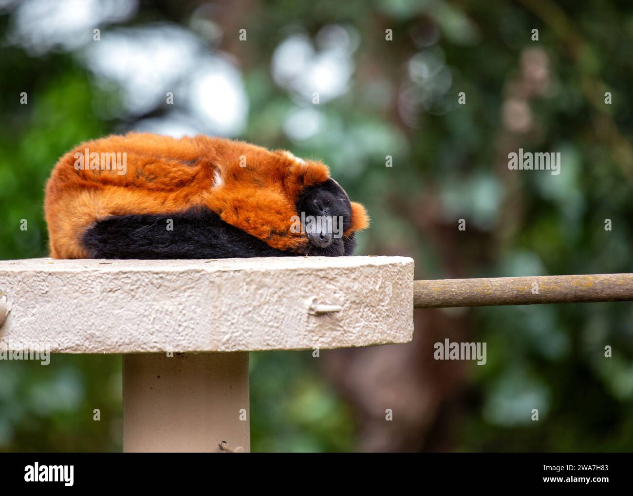 Madagascars biodiversity hi-res stock photography and images - Alamy