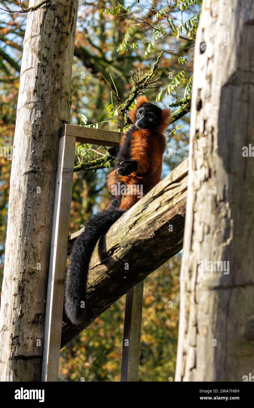 Varecia rubra, the Red Ruffed Lemur, brings vibrant color to Madagascar ...