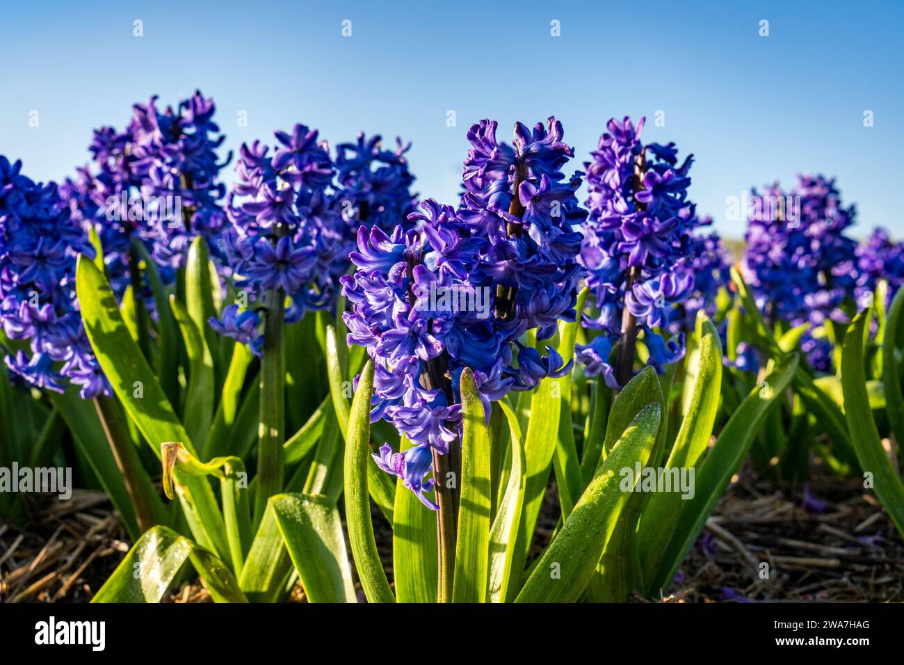 close up of field of blue hyacinths on sunny day Stock Photo - Alamy