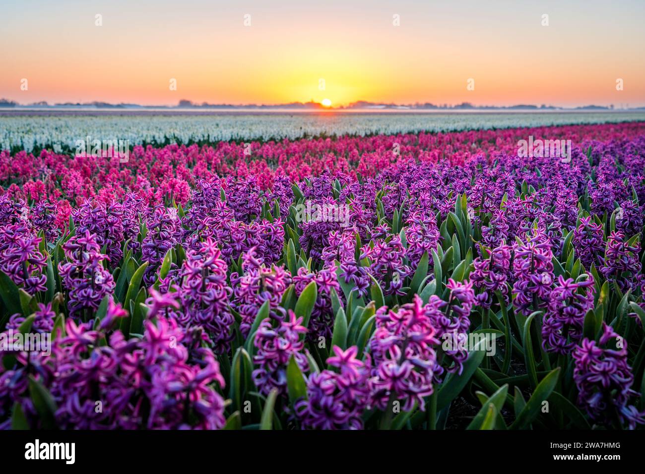 colorful field of red and purple hyacinths in the netherlands during ...