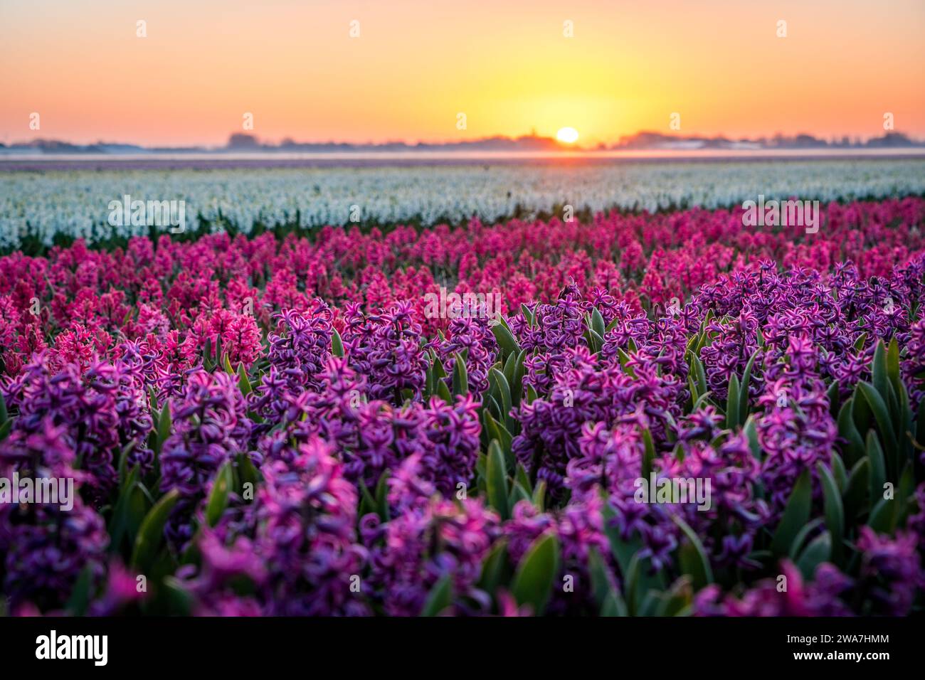 field of red and purple hyacinths in holland Stock Photo - Alamy