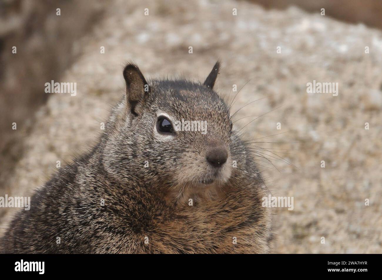 Pacific Grove, California, USA 20th December, 2023 Western grey ...