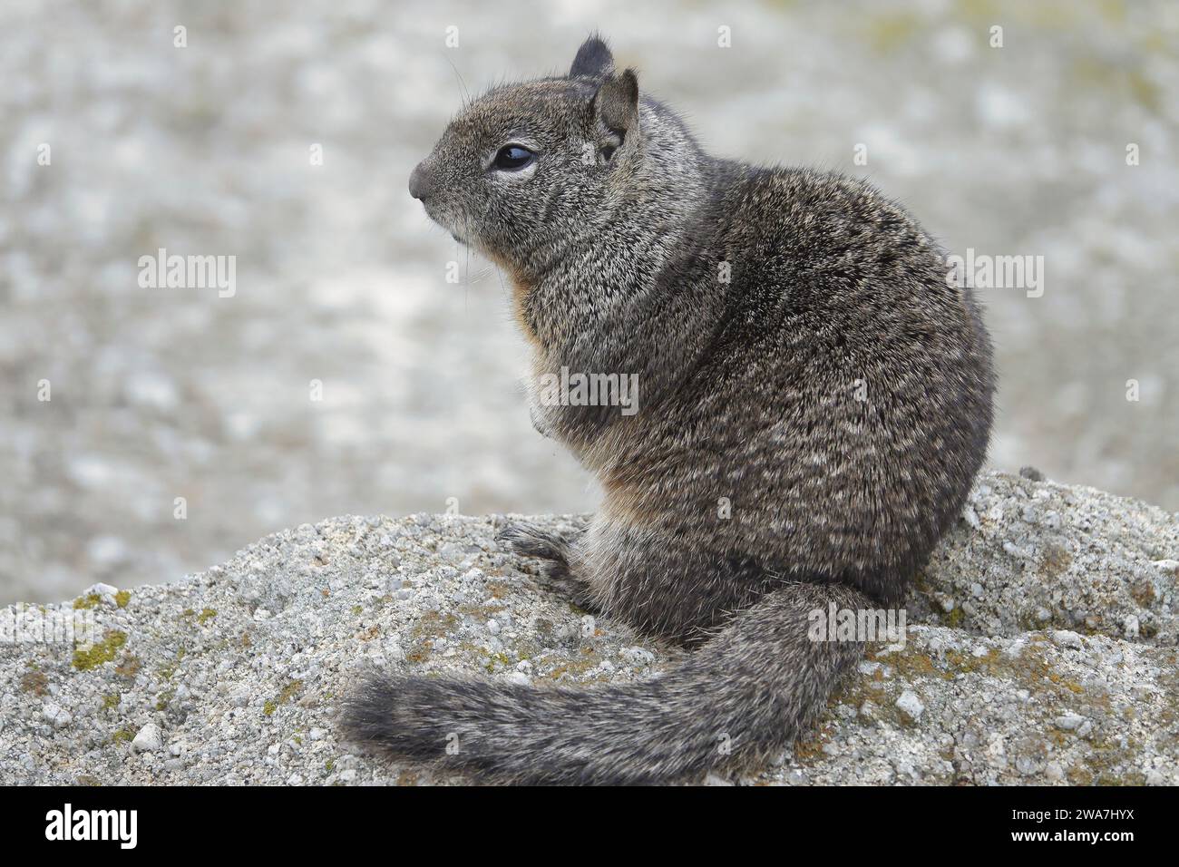 Pacific Grove, California, USA 20th December, 2023 Western grey ...