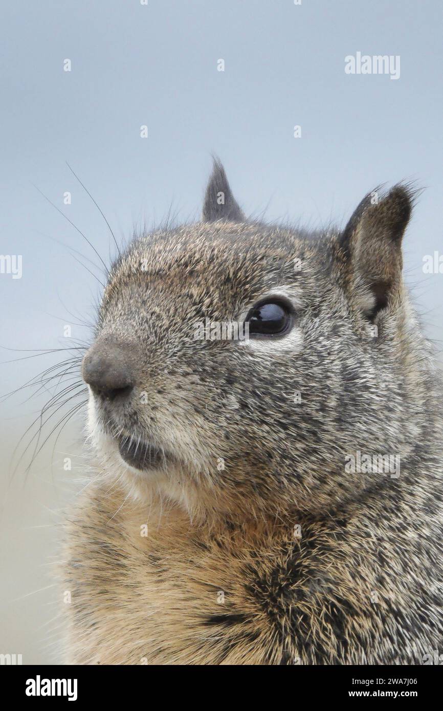Pacific Grove, California, USA 20th December, 2023 Western grey ...