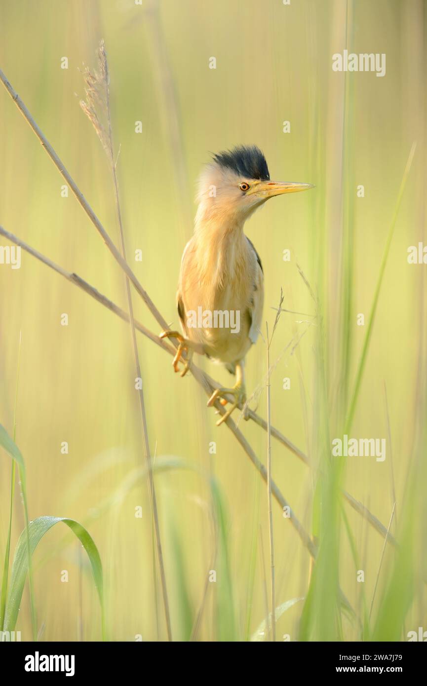 Little Bittern, Ixobrychus minutus, standing among reed plants in ...