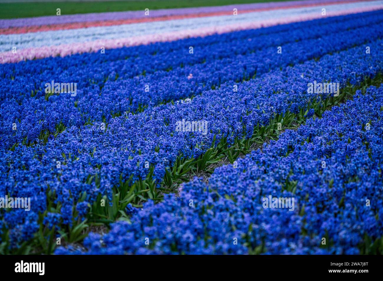 blue and white hyacinths in field at dawn Stock Photo - Alamy