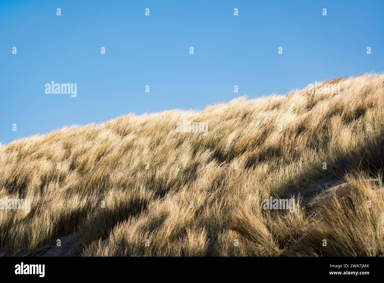 Beachgrass ammophila arenaria in dune on the baltic sea hi-res stock ...