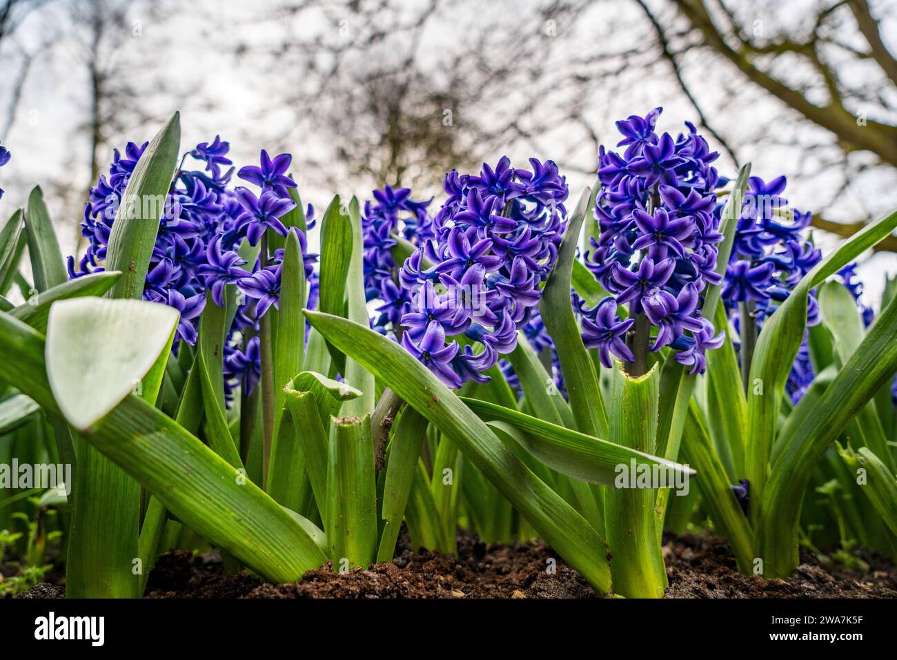 blue hyacinth field in spring Stock Photo - Alamy