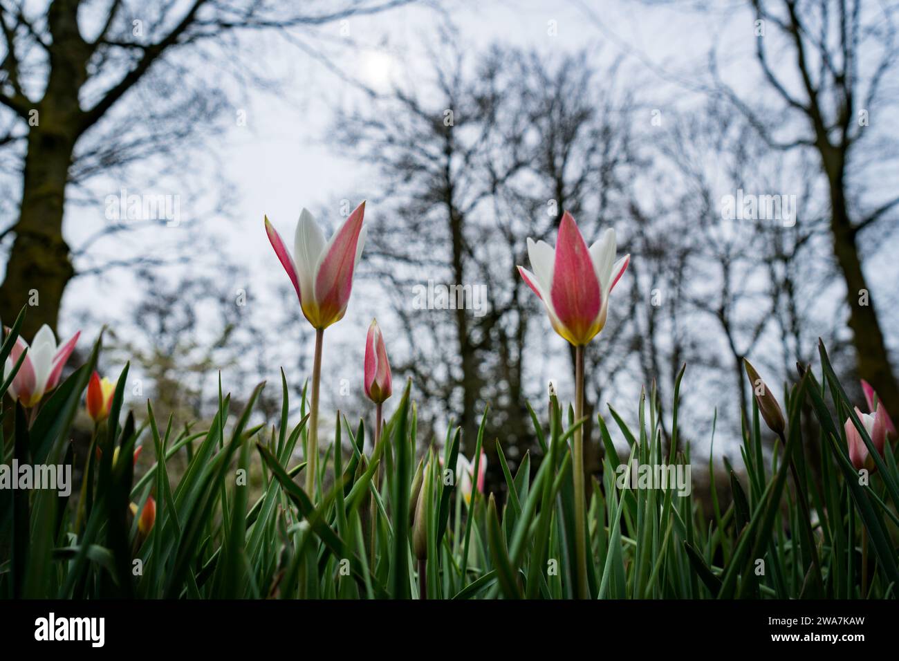 red and white tulips from below Stock Photo - Alamy