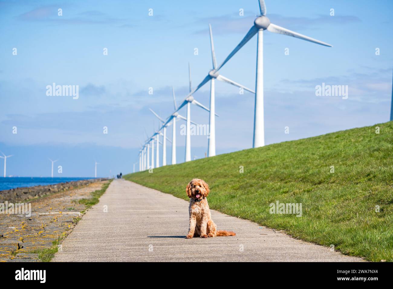 dog sitting on path in front of wind turbines Stock Photo - Alamy
