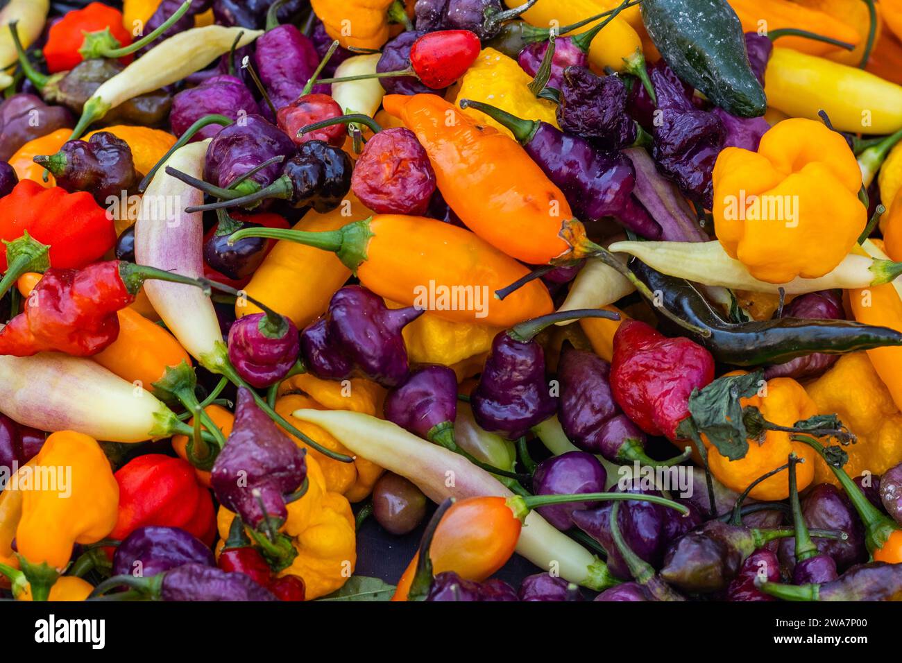 Vibrant Collection of Colorful Peppers in Assorted Container Stock ...