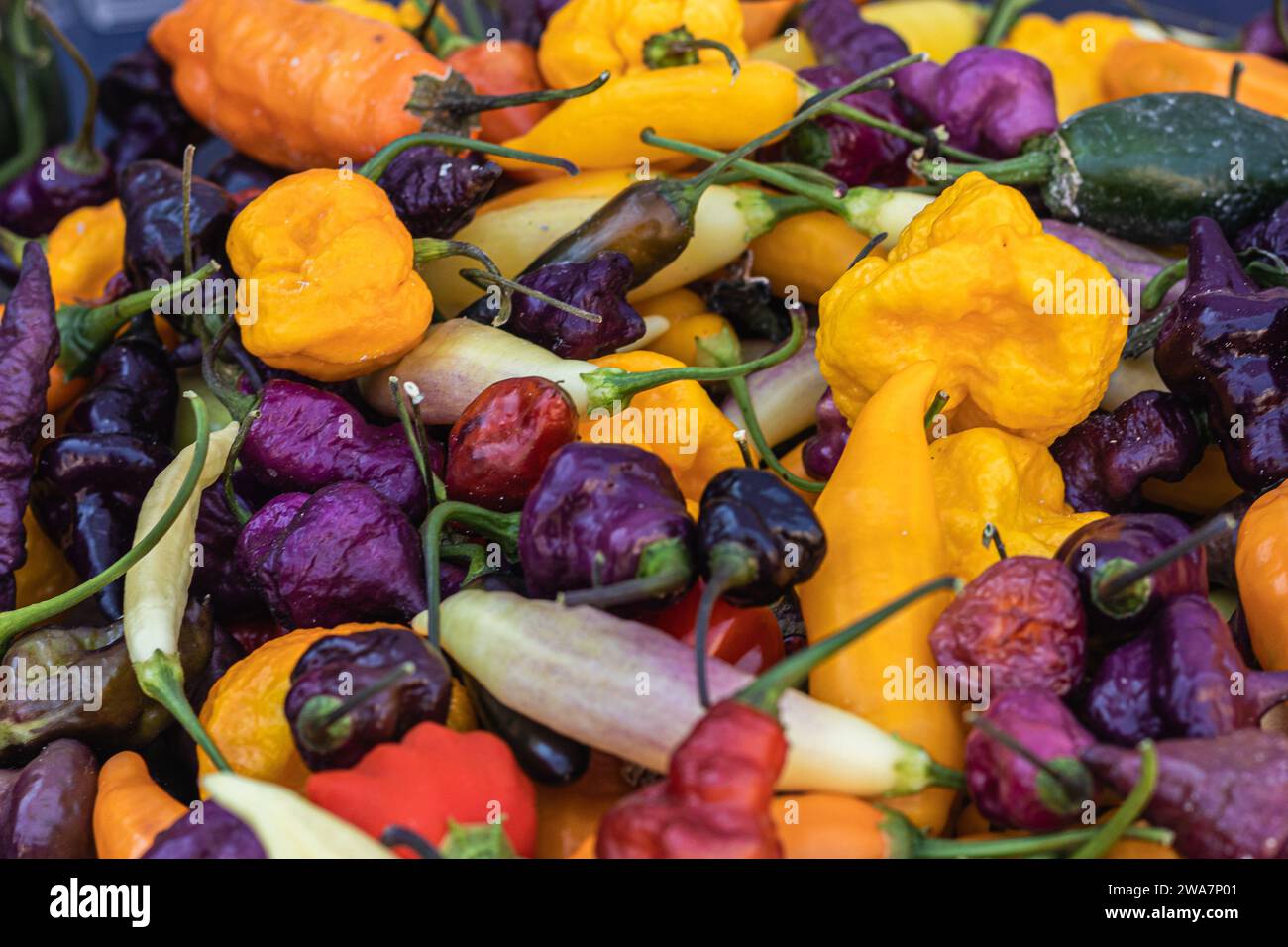 Assorted Chili Peppers in Various Colors Inside a Container Stock Photo ...