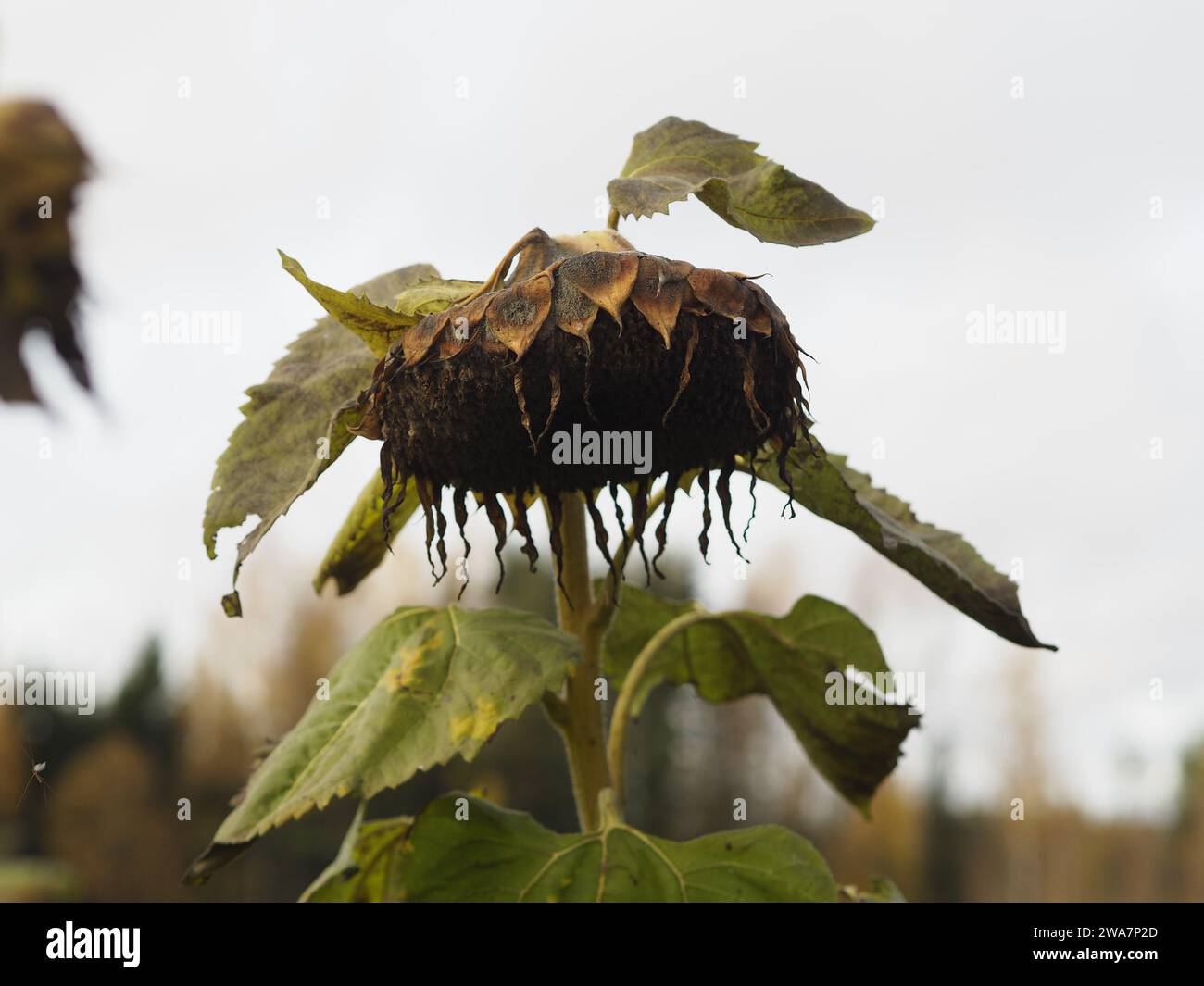 Sunflower decay hi-res stock photography and images - Alamy