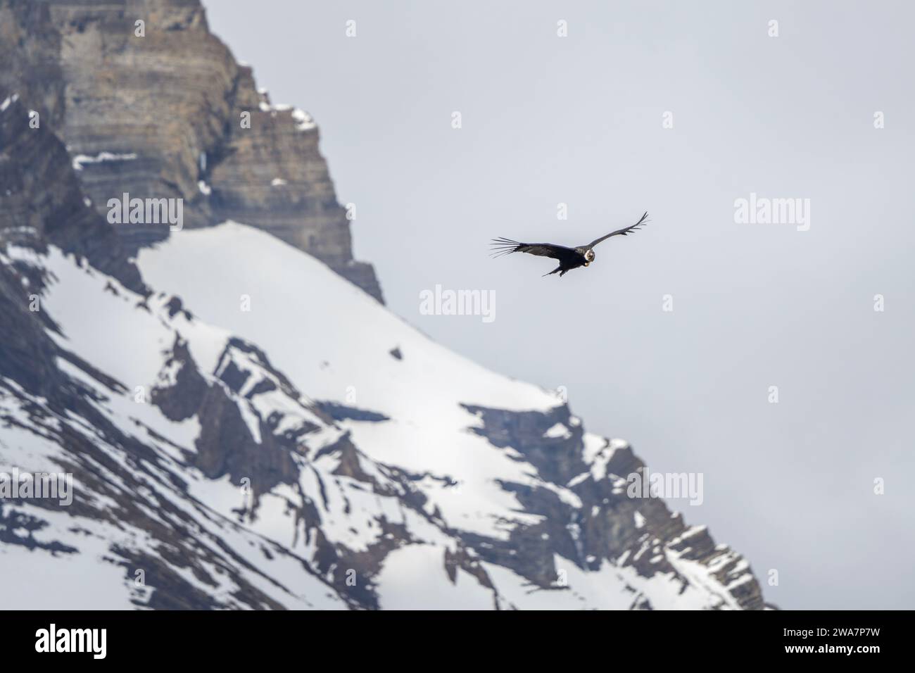 Andean condor is flying above patagonia mountains. Vultur gryphus is ...