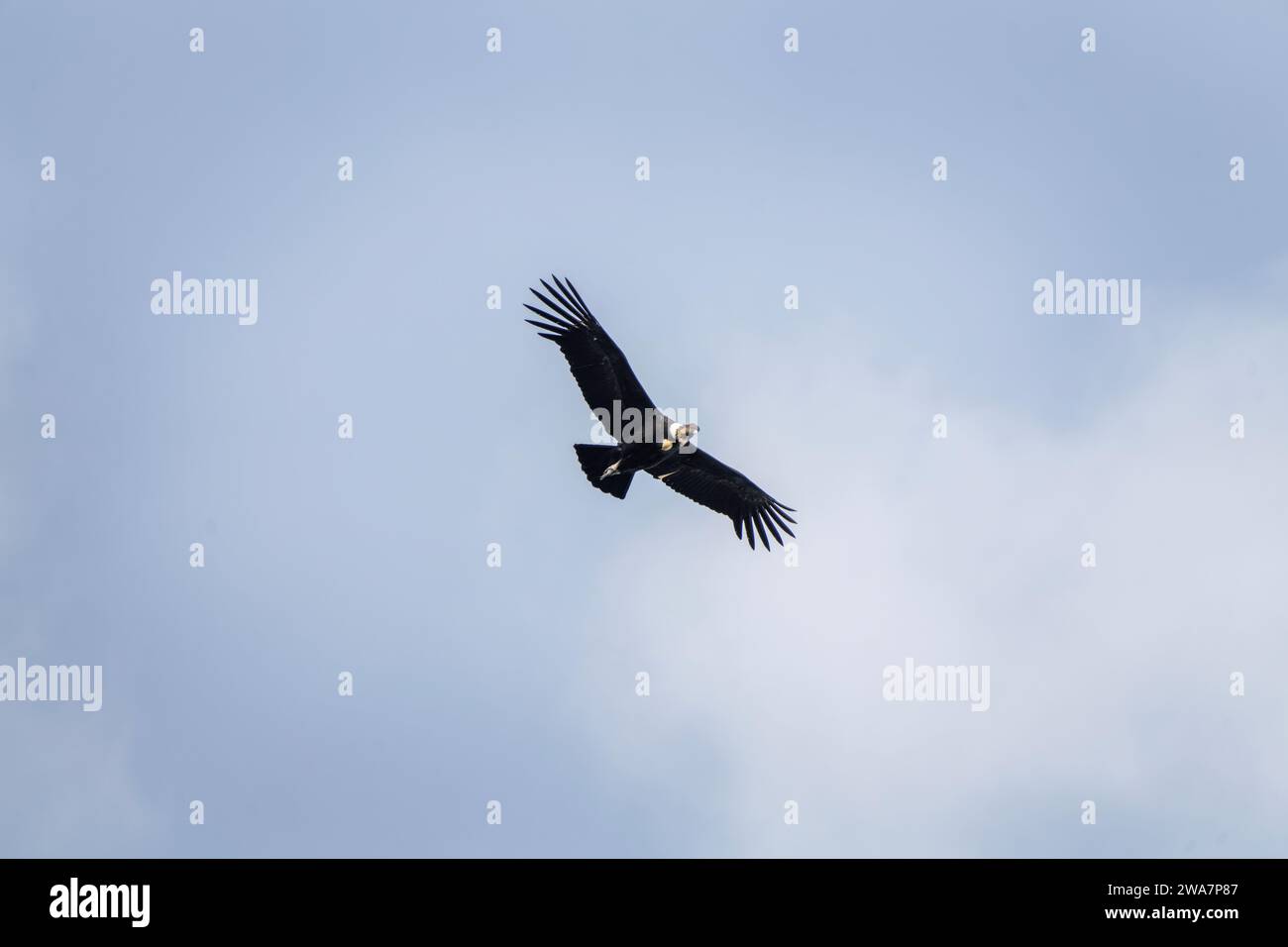Andean condor is flying above patagonia mountains. Vultur gryphus is ...
