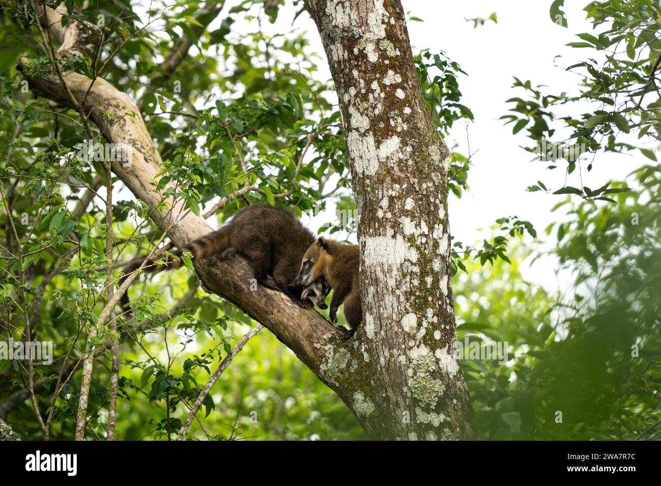 American coati is feeding in the forest. Coatis is looking for food in ...