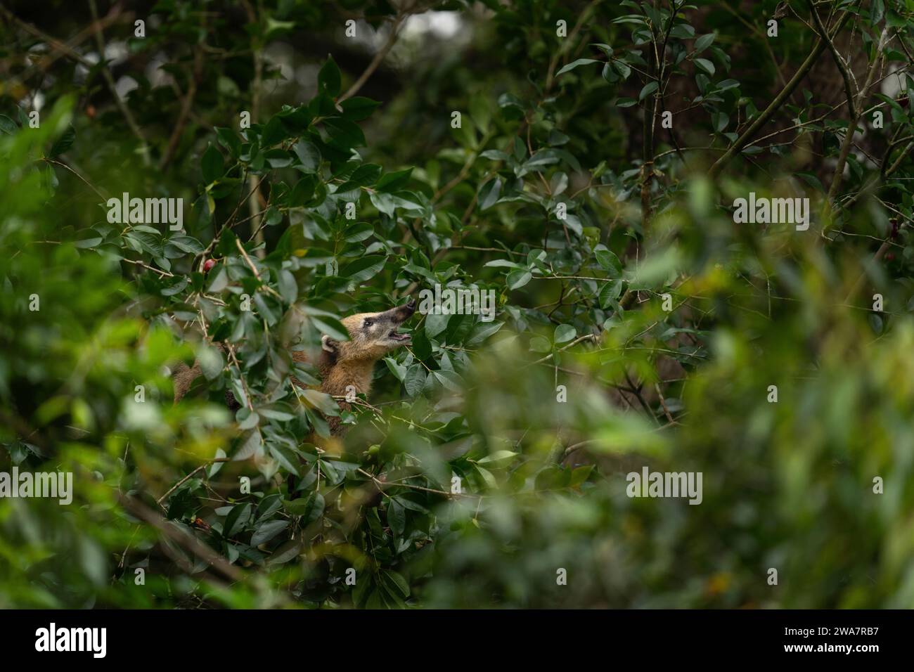 American coati is feeding in the forest. Coatis is looking for food in ...