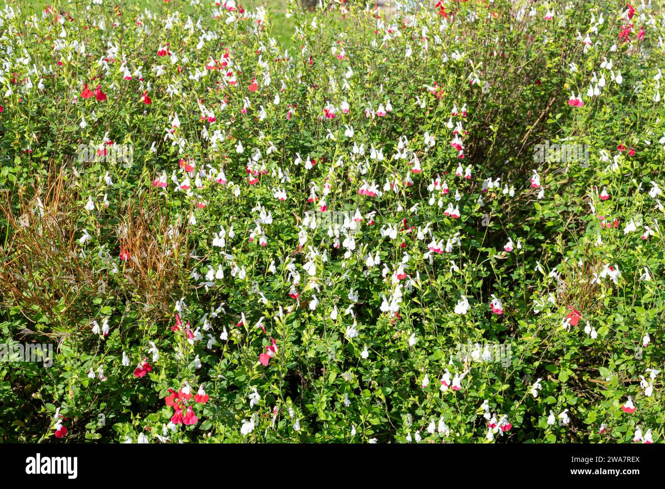 Salvia x jamensis ‘hot lips’ hi-res stock photography and images - Alamy
