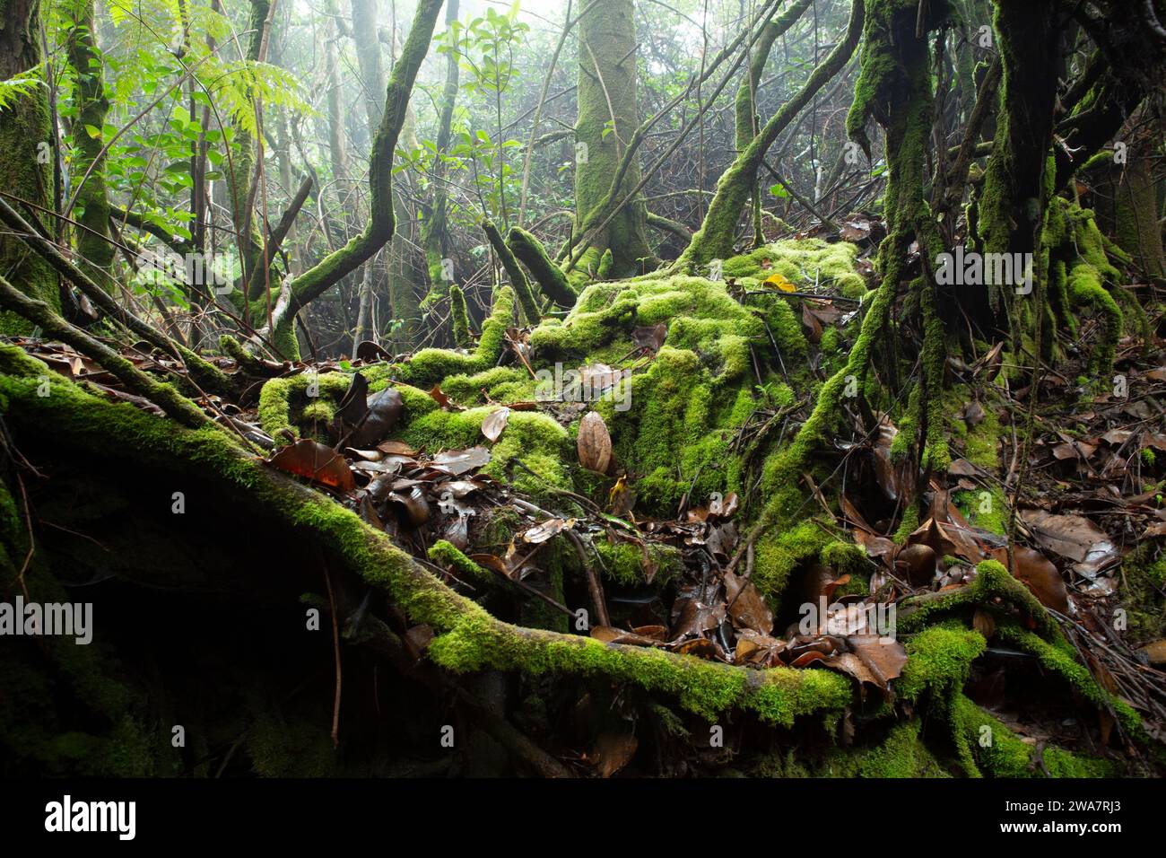 Dwarf cloud forest between the active crater of Poás Volcano and the ...