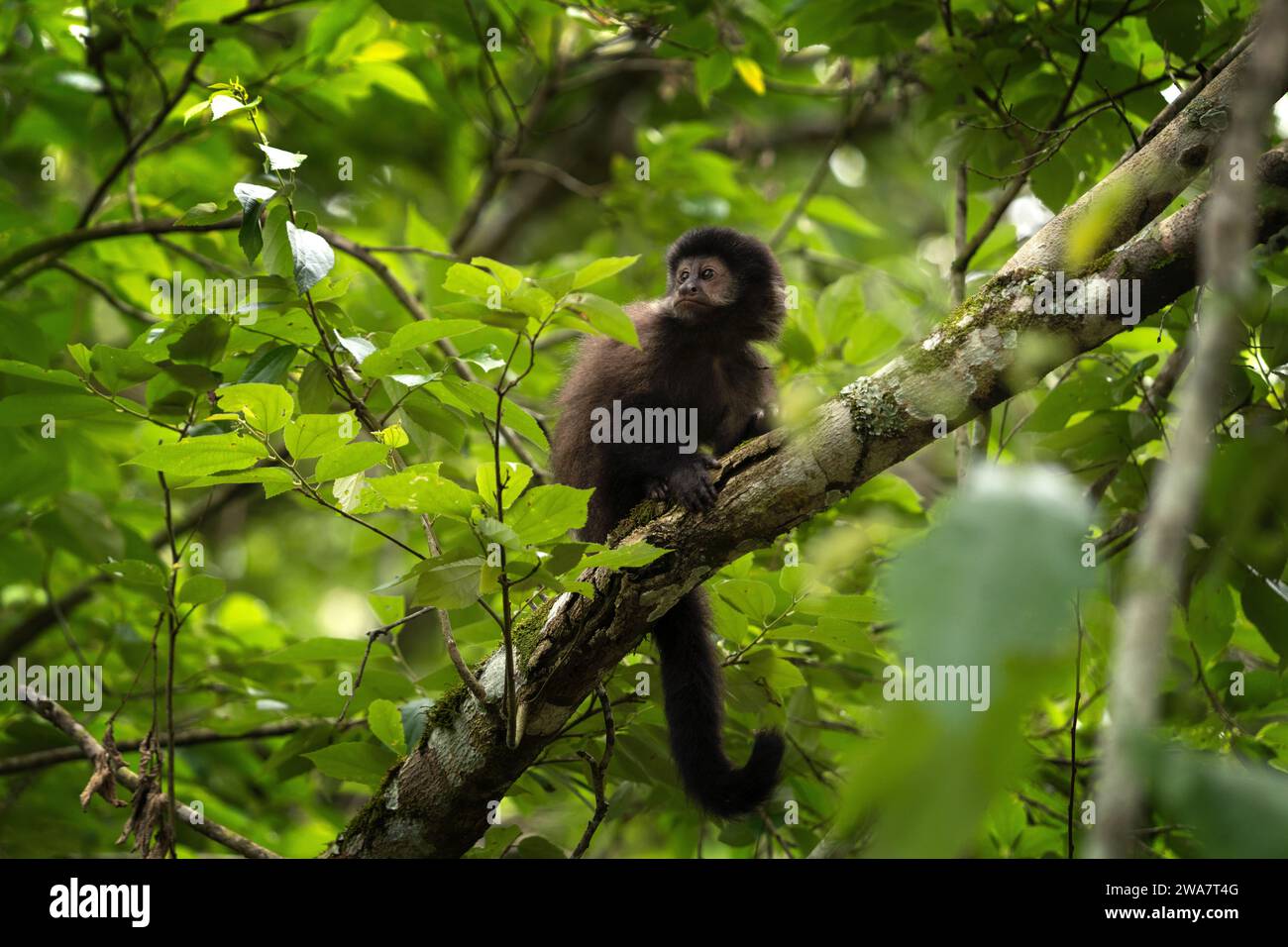 Black capuchin monkey in Iguazu falls national park. Sapajus nigritus ...