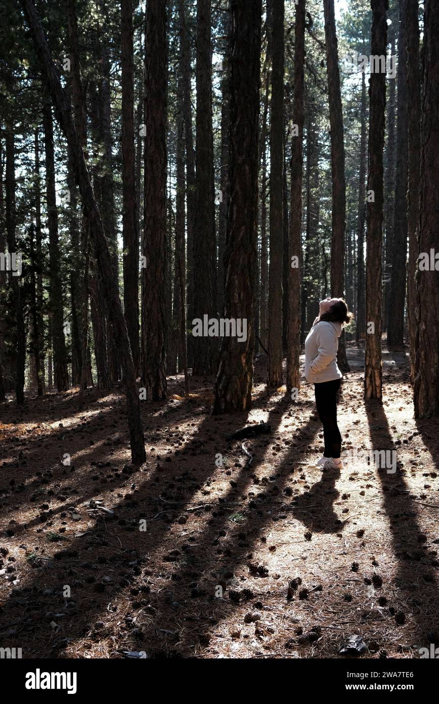 Teenage woman standing in the forest with pine trees. Bright sun light ...