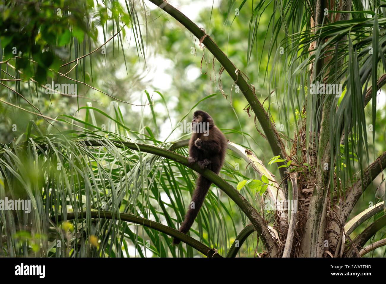 Black capuchin monkey in Iguazu falls national park. Sapajus nigritus ...